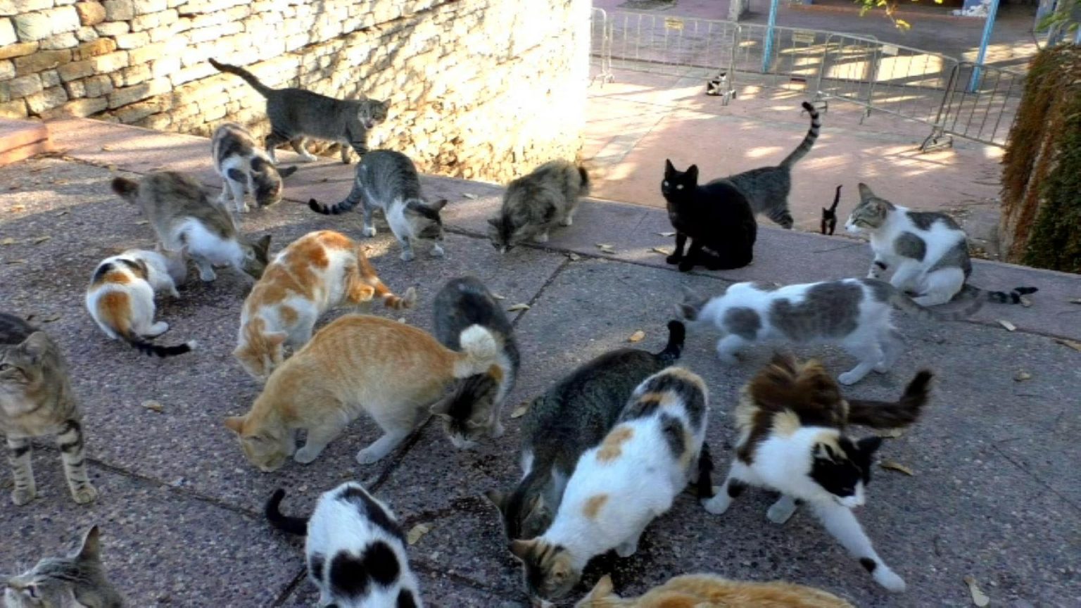 שאלות ותשובות - Israel Cat Lovers Society - עמותת חובבי החתולים בישראל